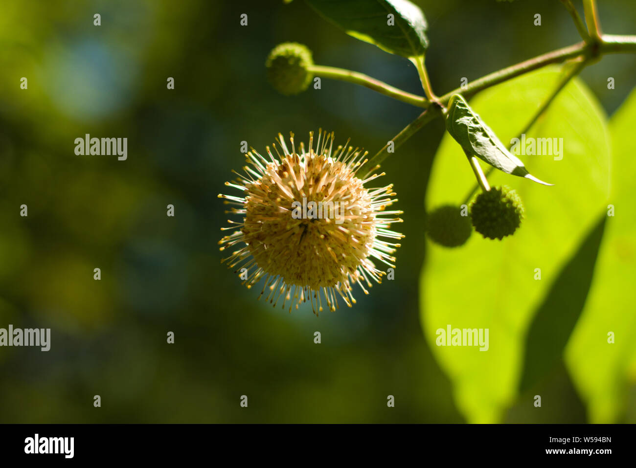 Outdoors vegetation greenery scenery scenic flora hi-res stock ...