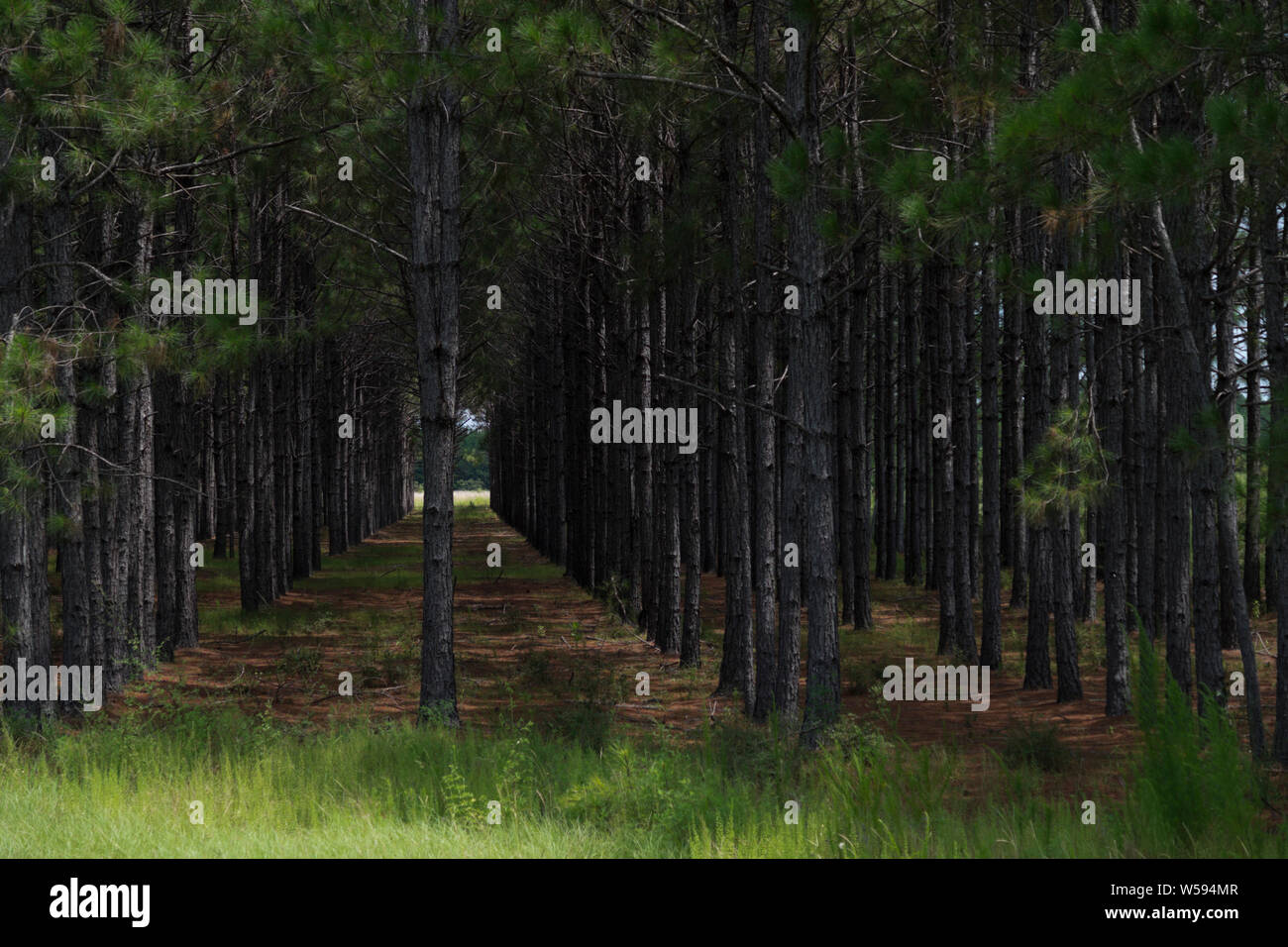 New growth pine trees hi-res stock photography and images - Alamy