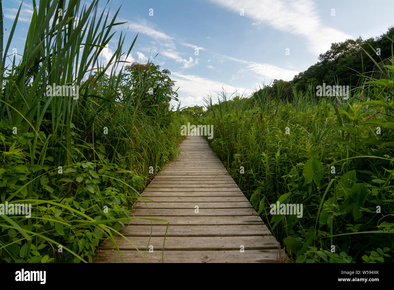 Wooden pathway along the trail through the dixon waterfowl refuge just ...
