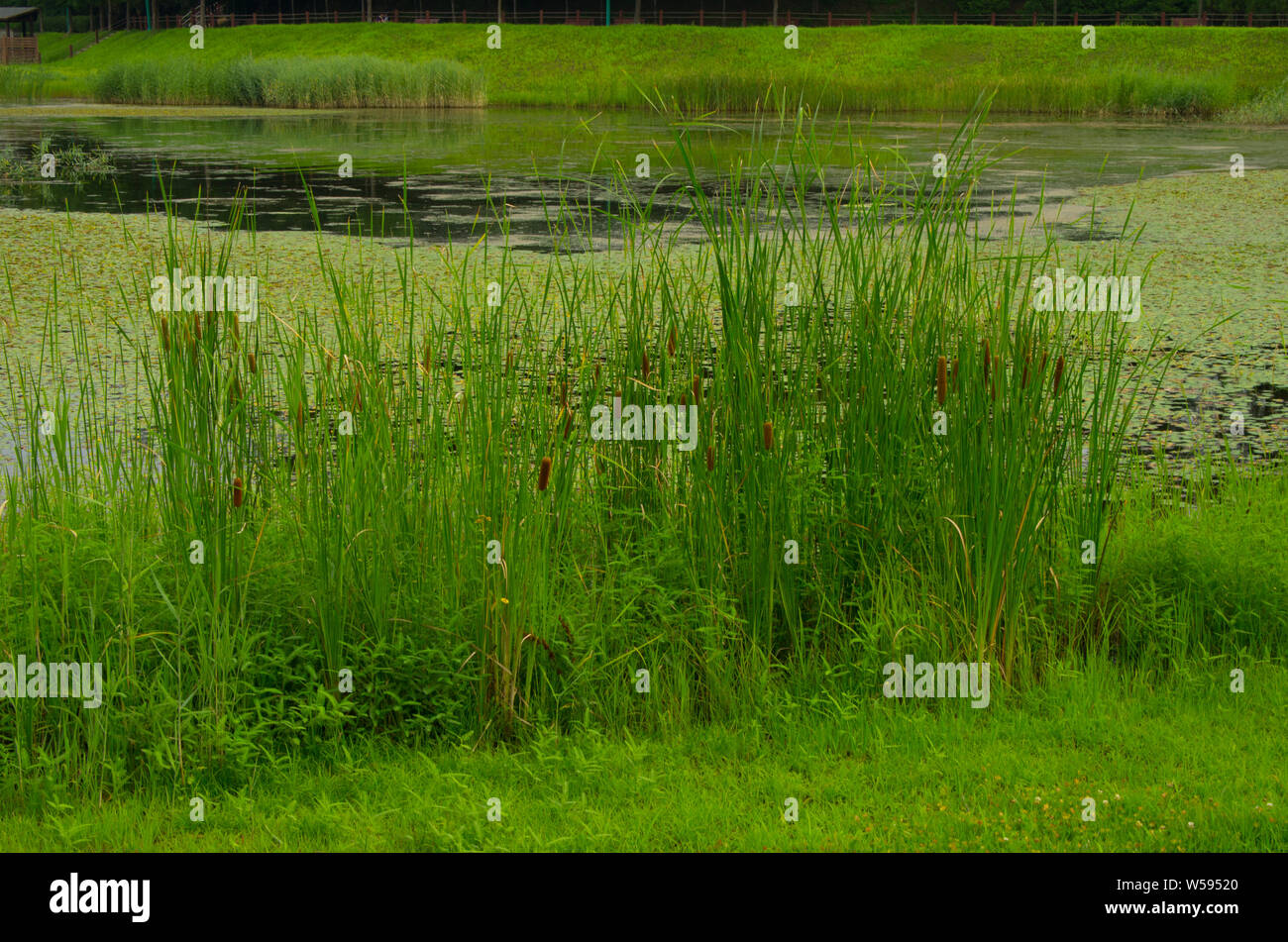 green grass on the pond Stock Photo - Alamy
