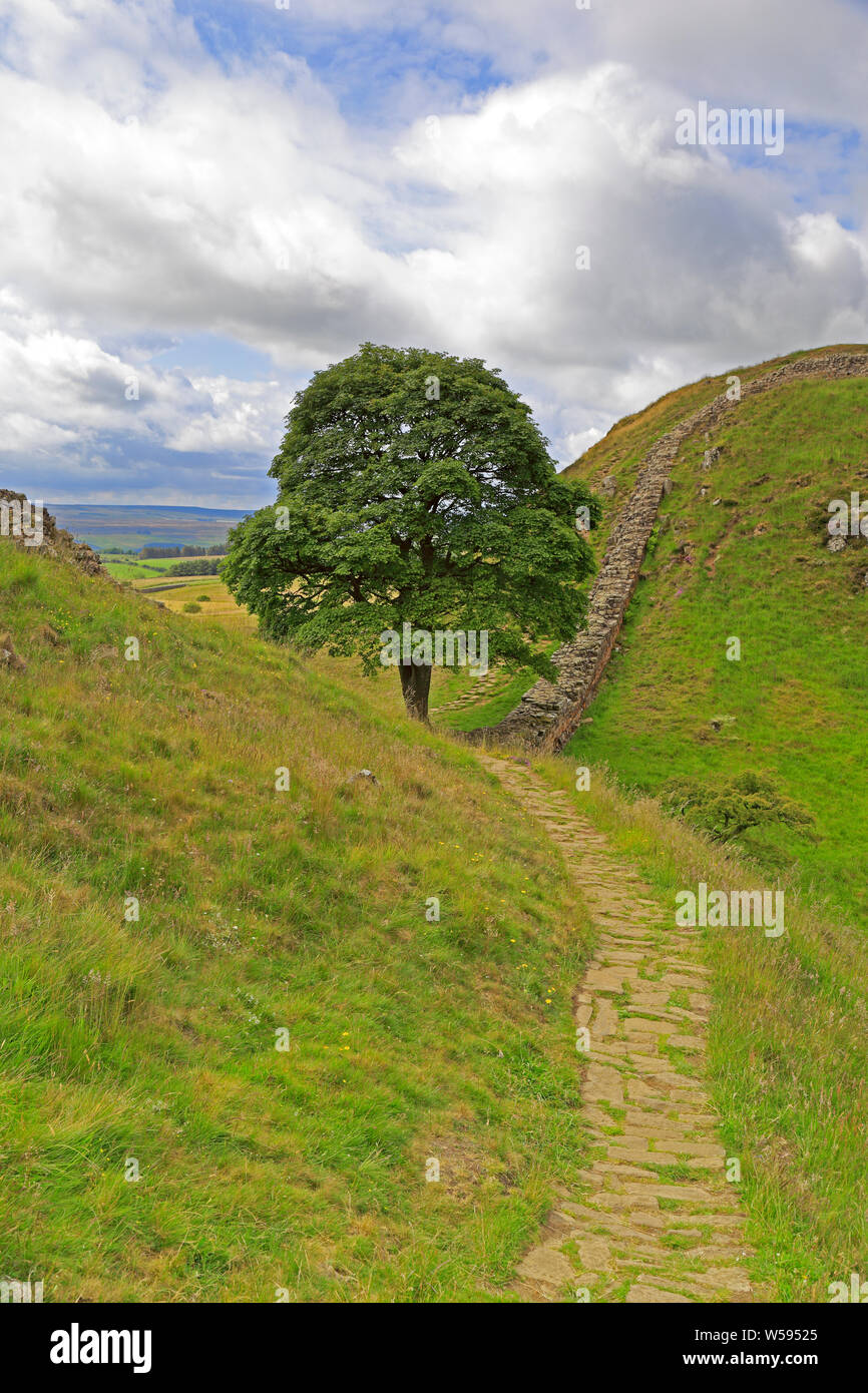 Sycamore Gap on Hadrian's Wall, UNESCO World Heritage Site, Hadrian's ...
