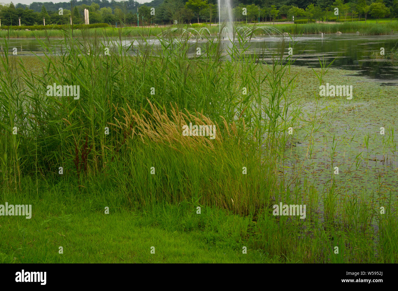 green grass on the pond Stock Photo - Alamy