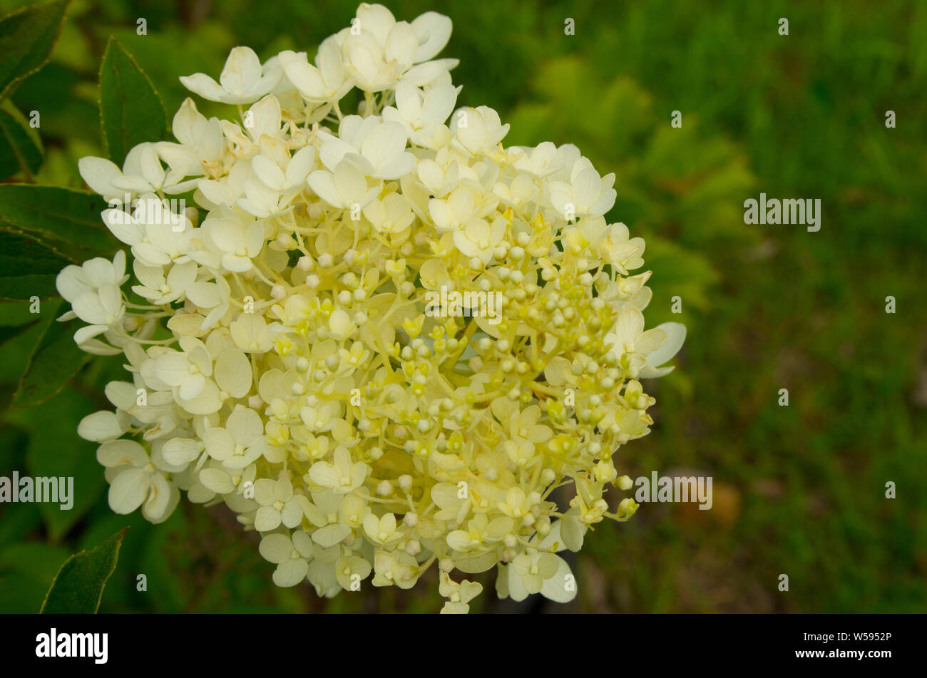 white flower, Bigleaf hydrangea Stock Photo - Alamy