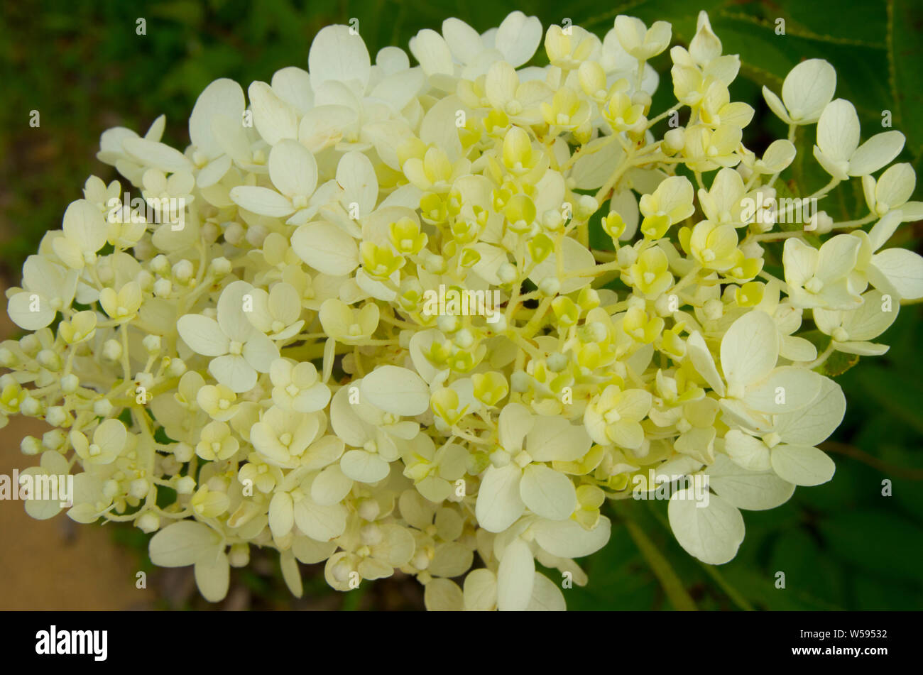 white flower, Bigleaf hydrangea Stock Photo - Alamy