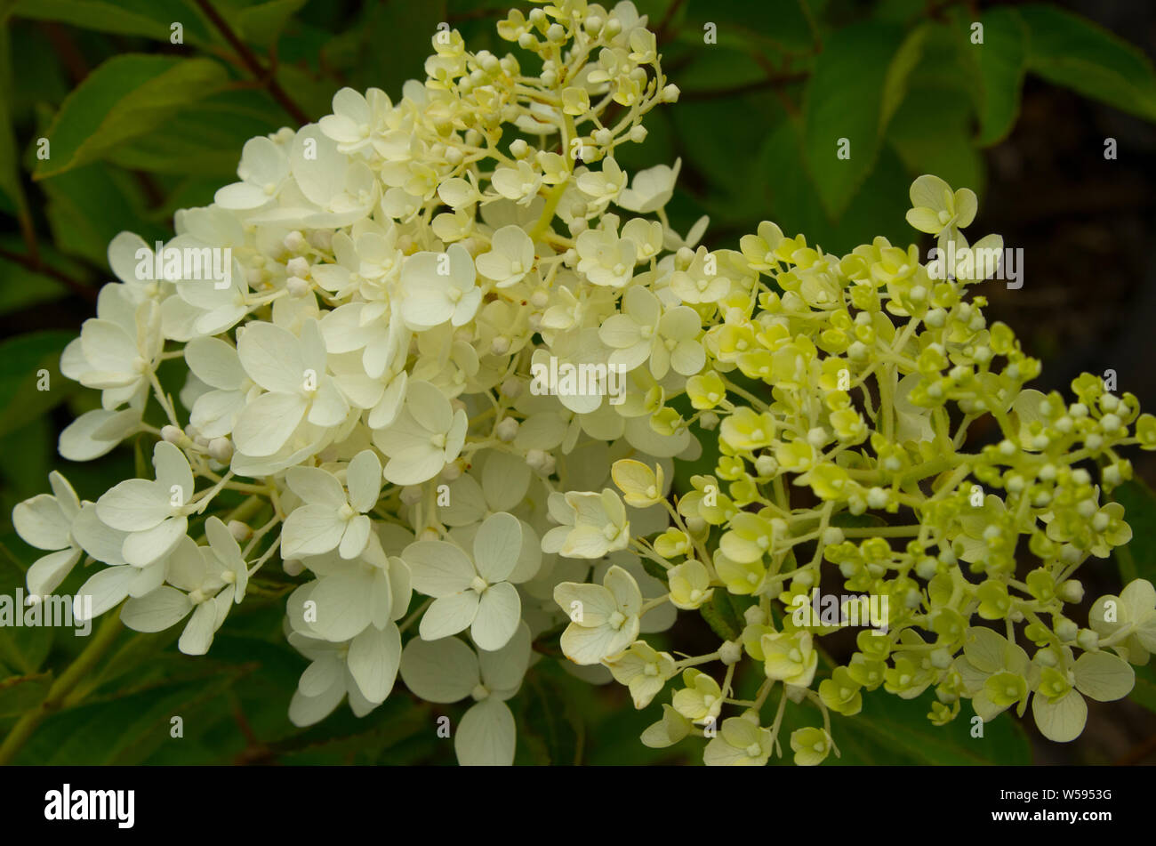 white flower, Bigleaf hydrangea Stock Photo - Alamy