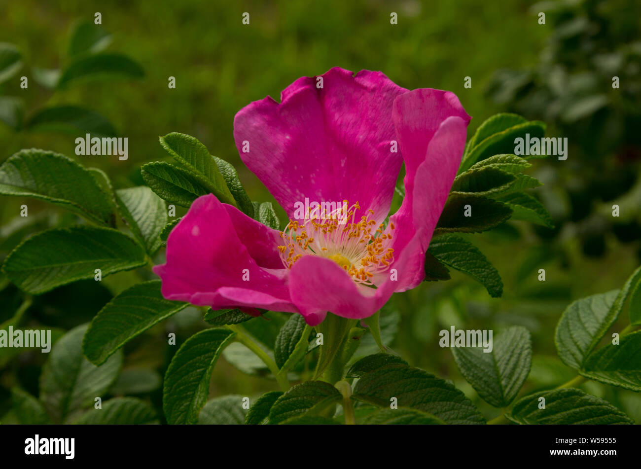 pink flower, rosa rugosa Stock Photo - Alamy