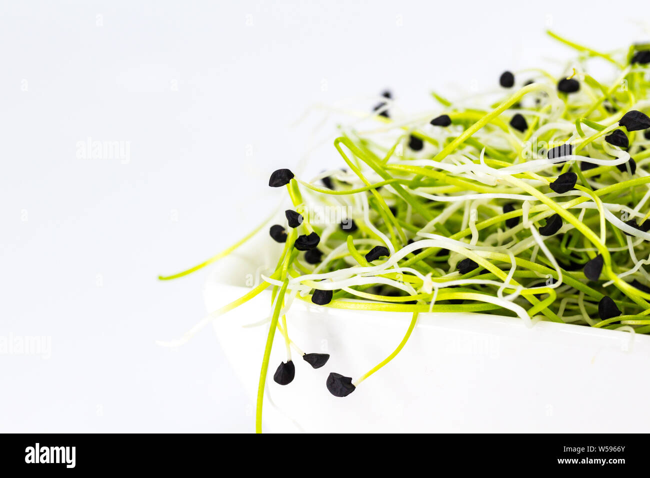 Leek (Allium porrum) sprouts in white porcelain dish isolated Stock ...