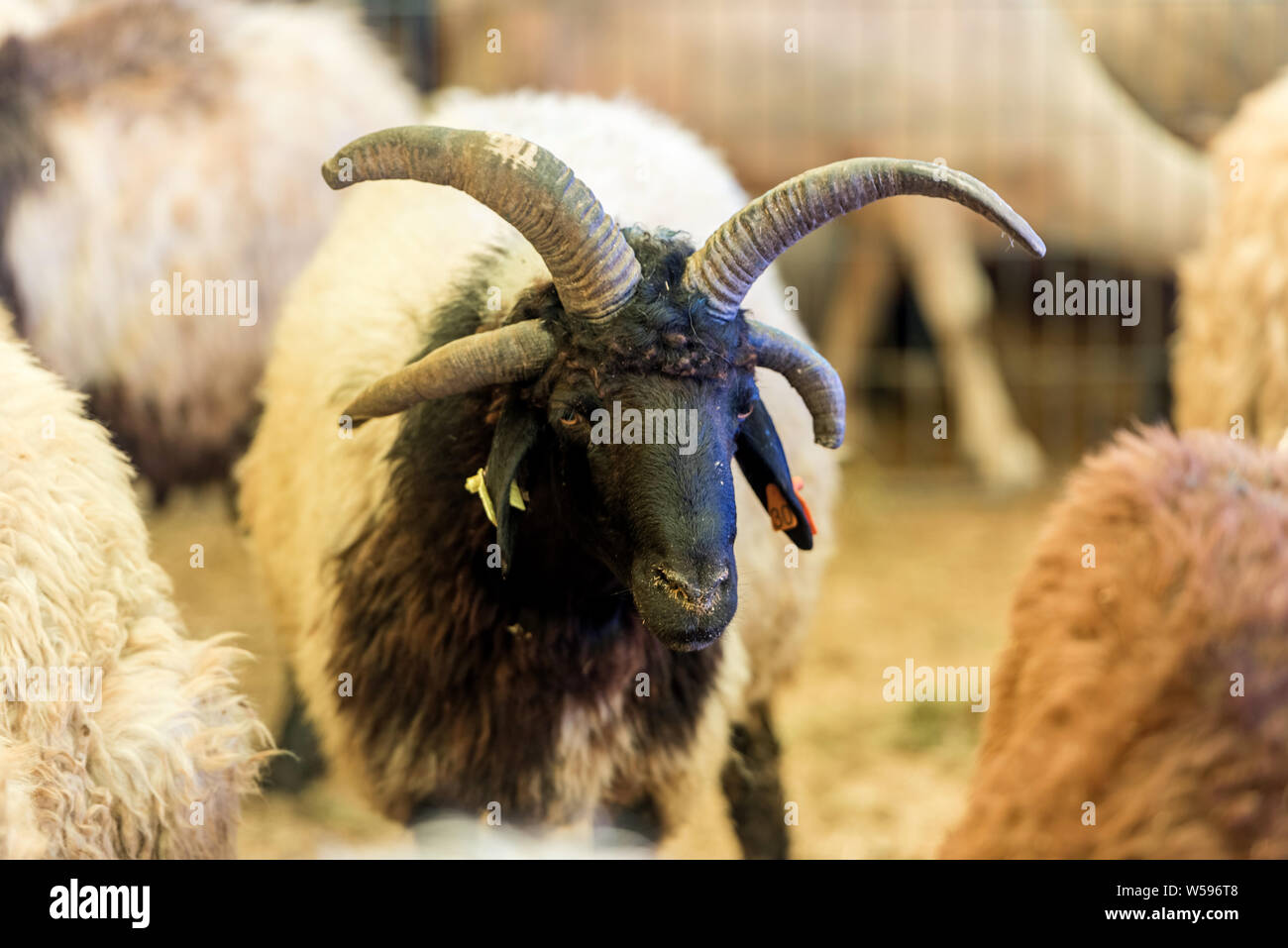 Sacrificial ram, Domestic Male Sheep waiting to be purchased with other ...