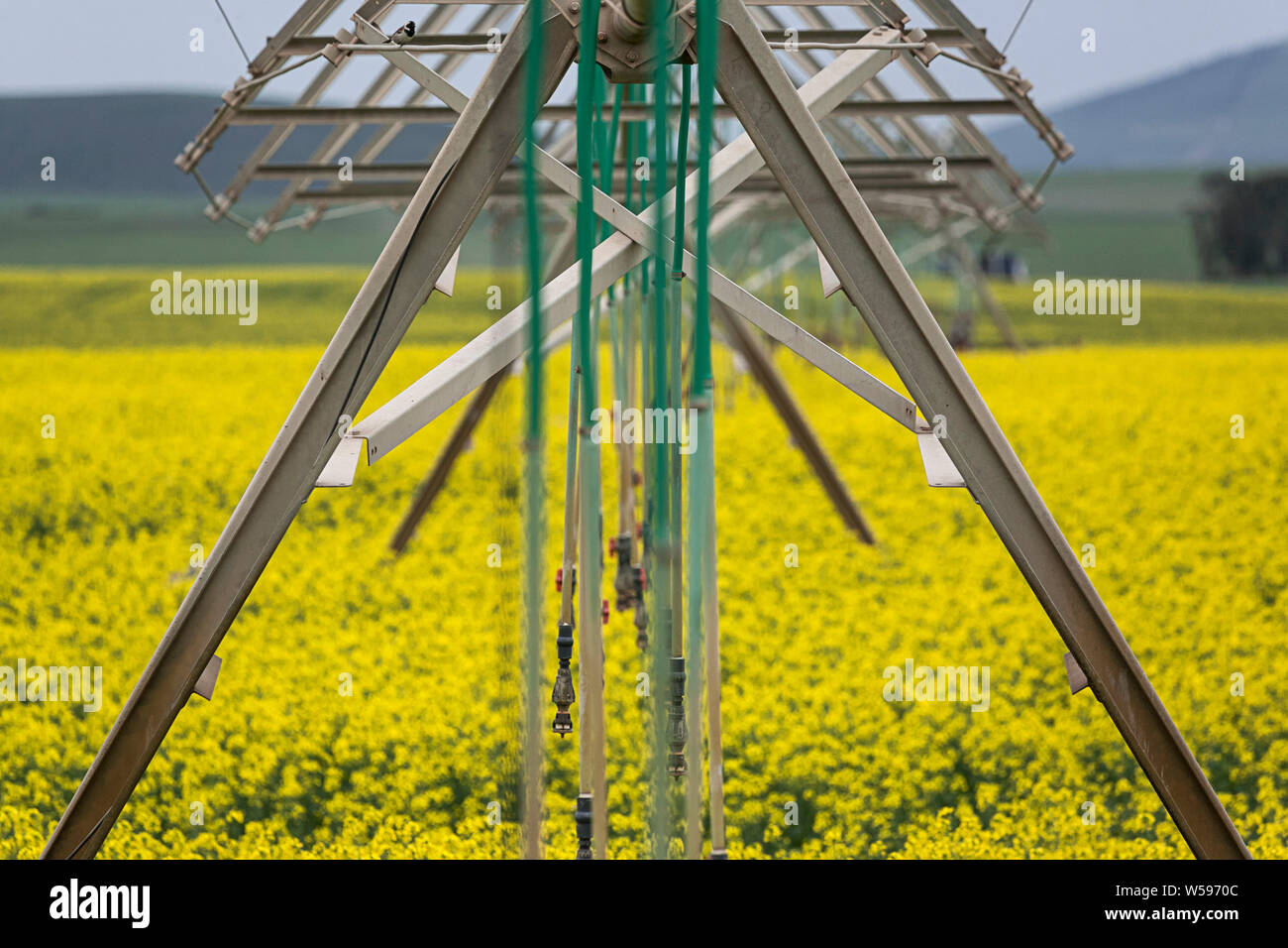 Canola (rapeseed) fields and an irrigation system Stock Photo - Alamy