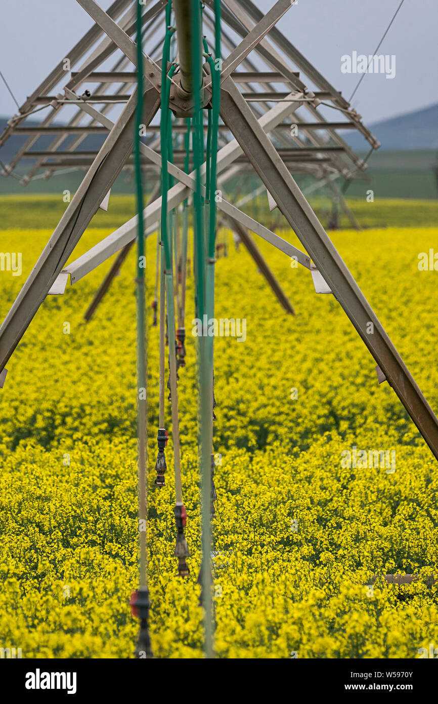 Canola (rapeseed) fields and an irrigation system Stock Photo - Alamy