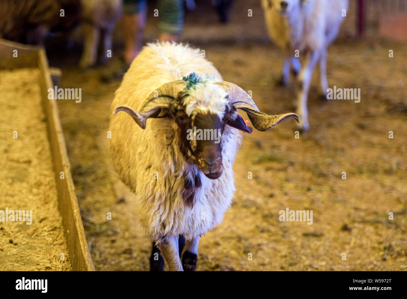 Sacrificial ram, Domestic Male Sheep waiting to be purchased with other ...