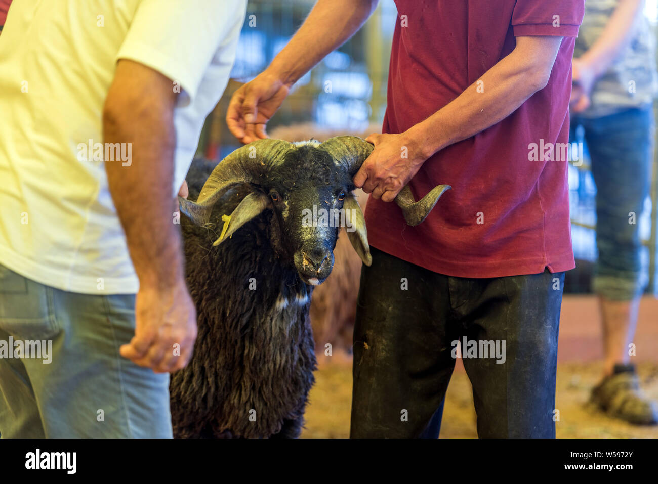 Sacrificial ram, Domestic Male Sheep waiting to be purchased with other ...