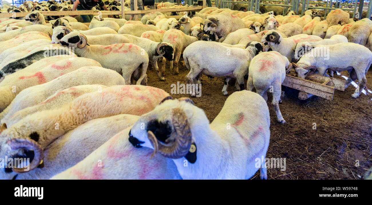 Sacrificial ram, Domestic Male Sheep waiting to be purchased with other ...
