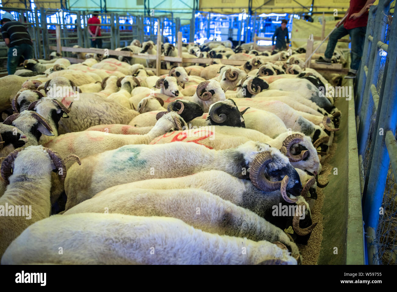 Sacrificial ram, Domestic Male Sheep waiting to be purchased with other ...