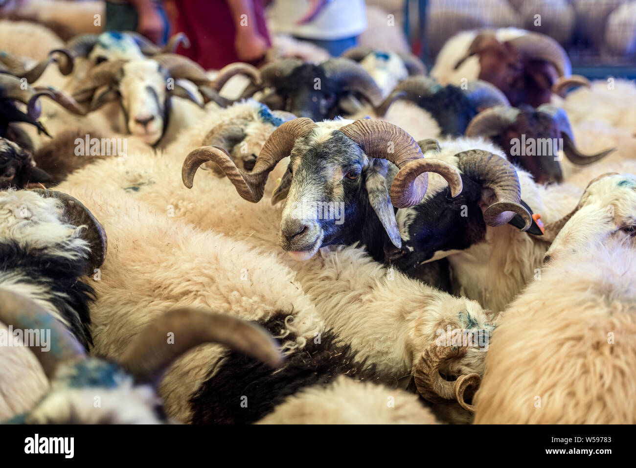 Sacrificial ram, Domestic Male Sheep waiting to be purchased with other ...