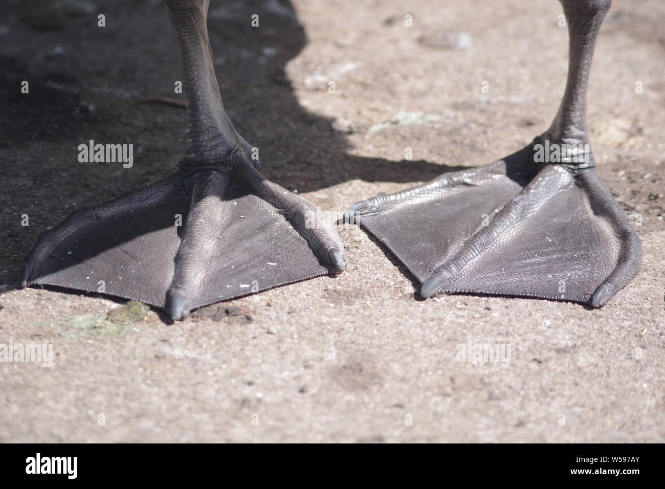 Webbed Bird Feet High Resolution Stock Photography and Images - Alamy