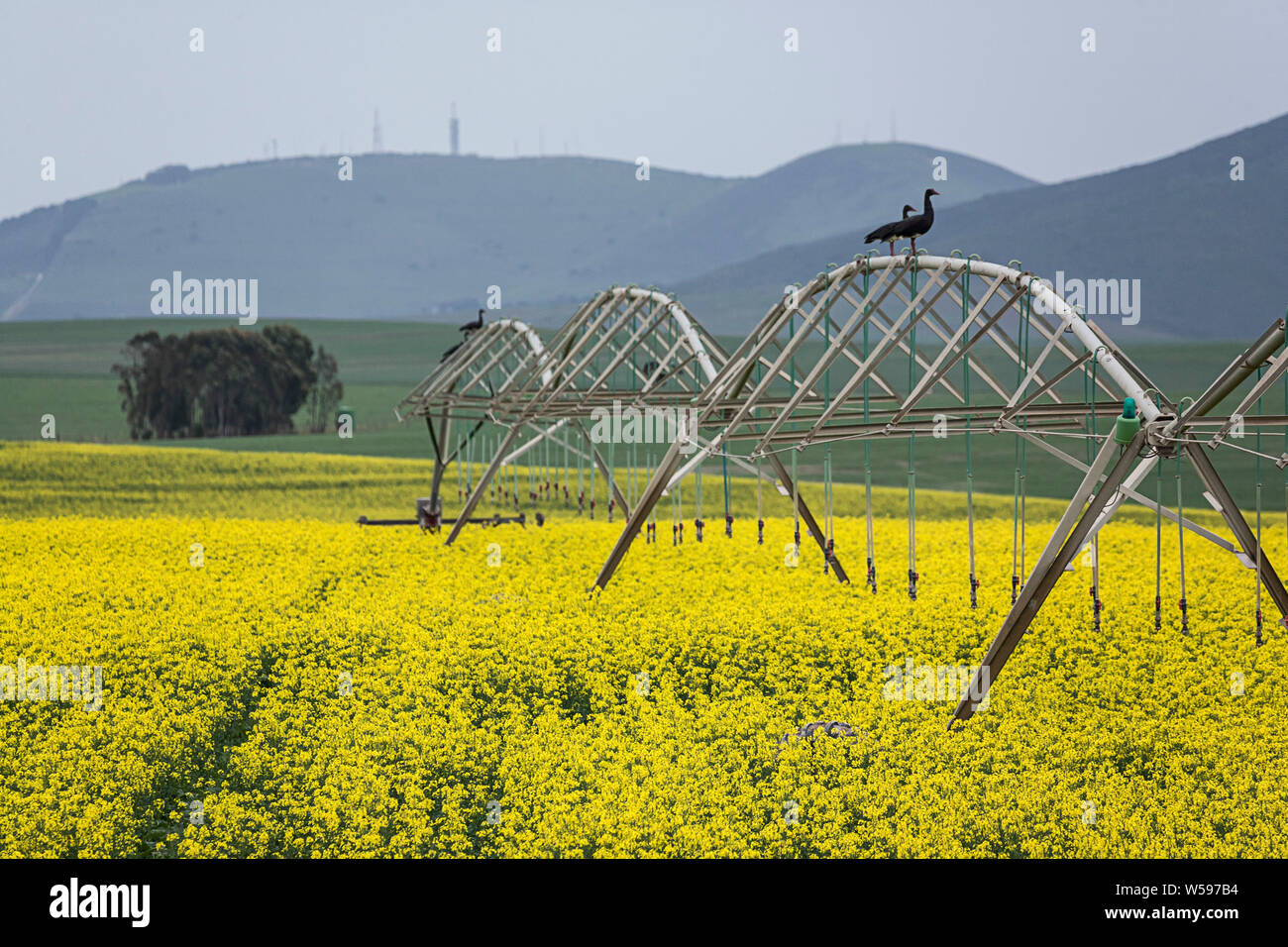 Canola (rapeseed) fields and an irrigation system Stock Photo - Alamy