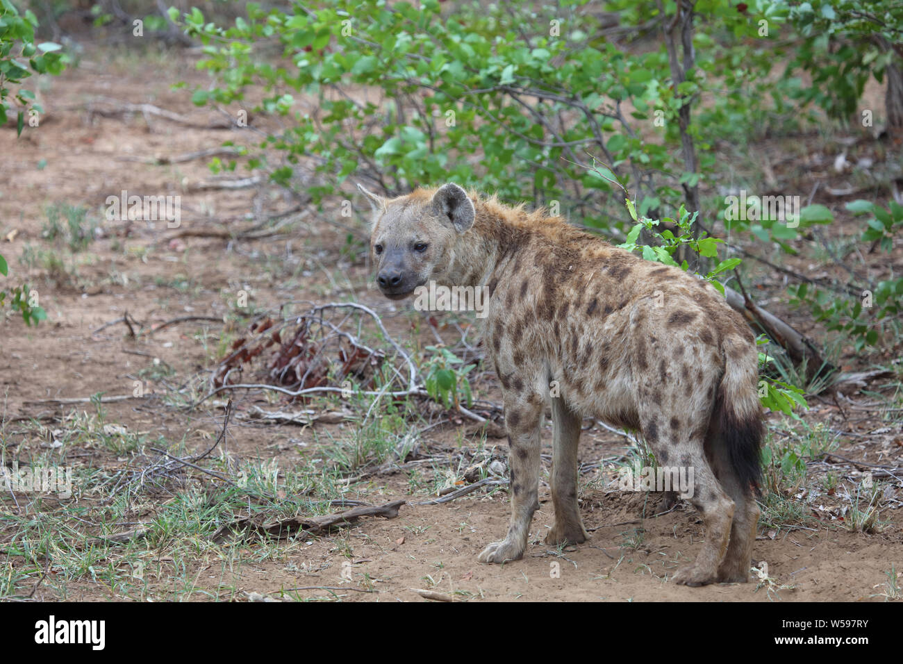 Tüpfelhyäne / Spotted hyaena / Crocuta crocuta Stock Photo - Alamy