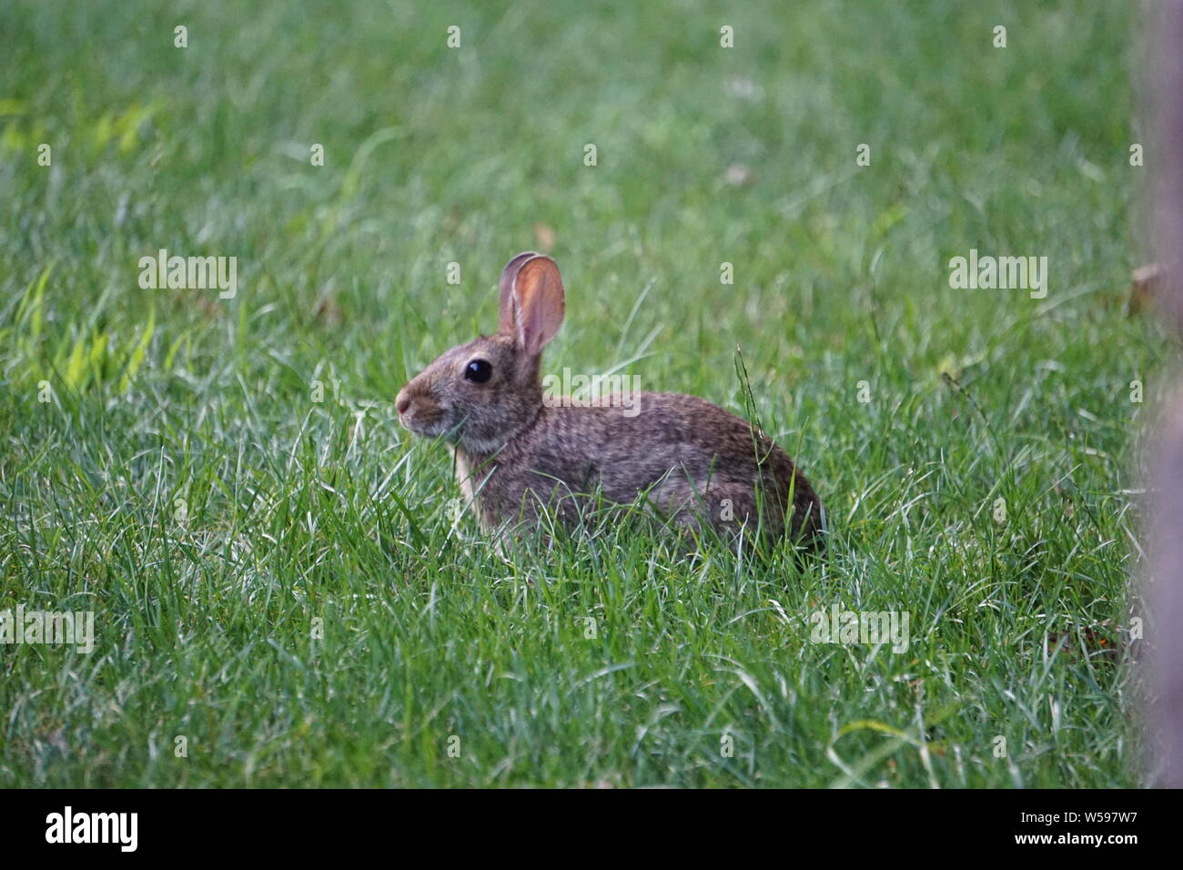 Brown rabbit sits quietly in the backyard grass Stock Photo - Alamy