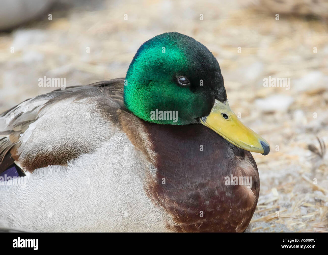 Mallard Duck Drake Closeup Stock Photo - Alamy