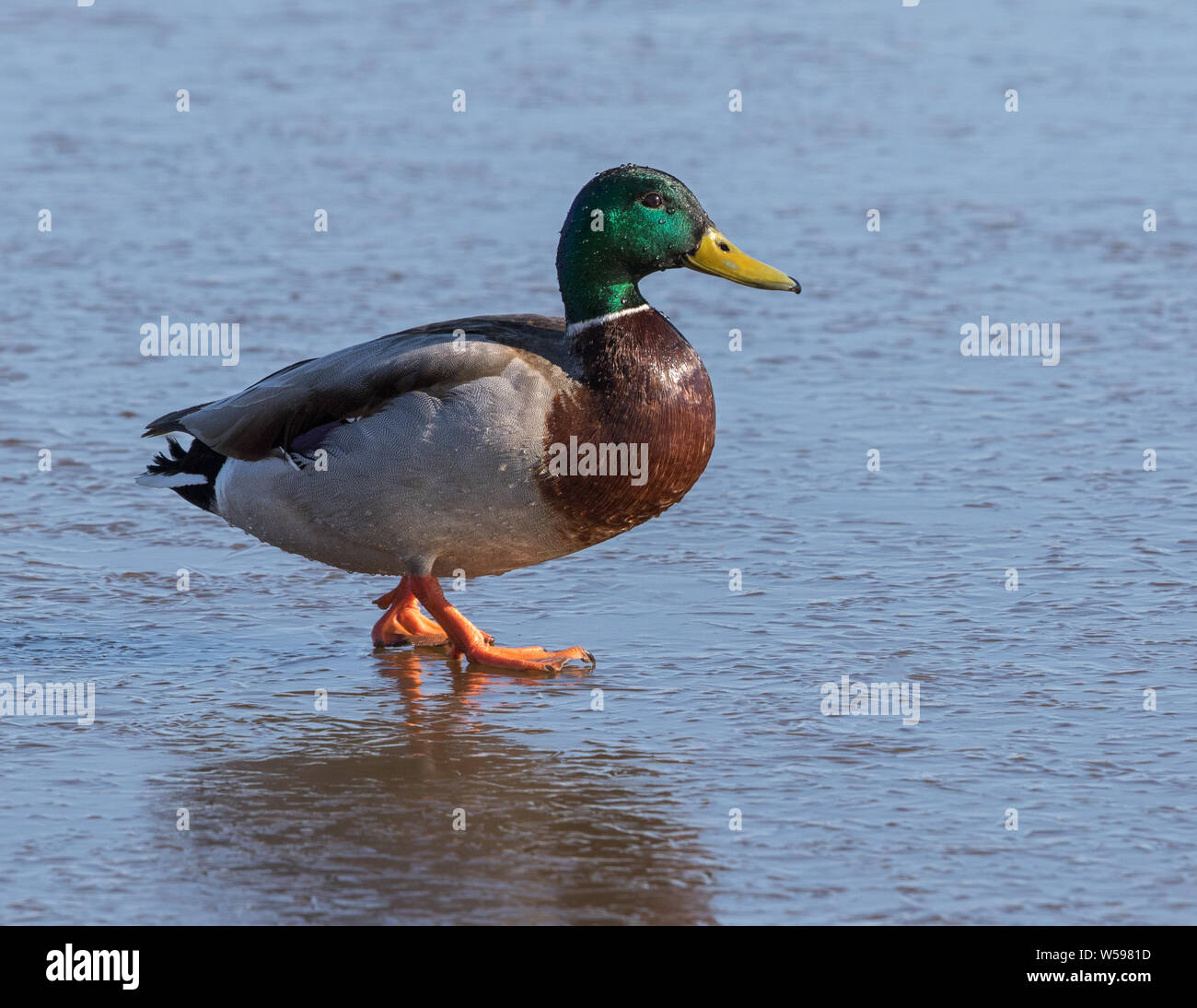 Mallard Duck Drake Walking Stock Photo - Alamy