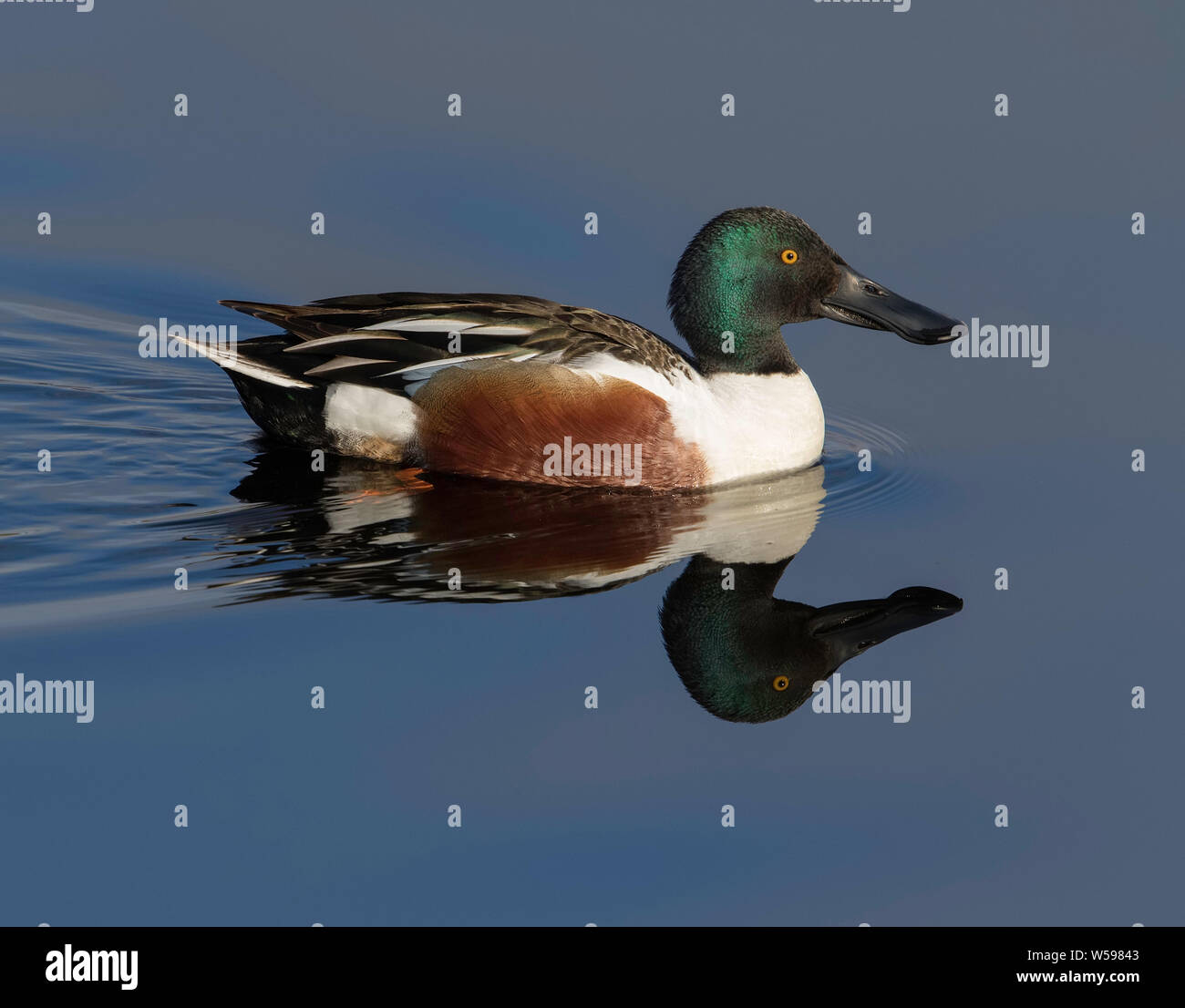 Northern Shoveler Drake in Alaska Stock Photo - Alamy