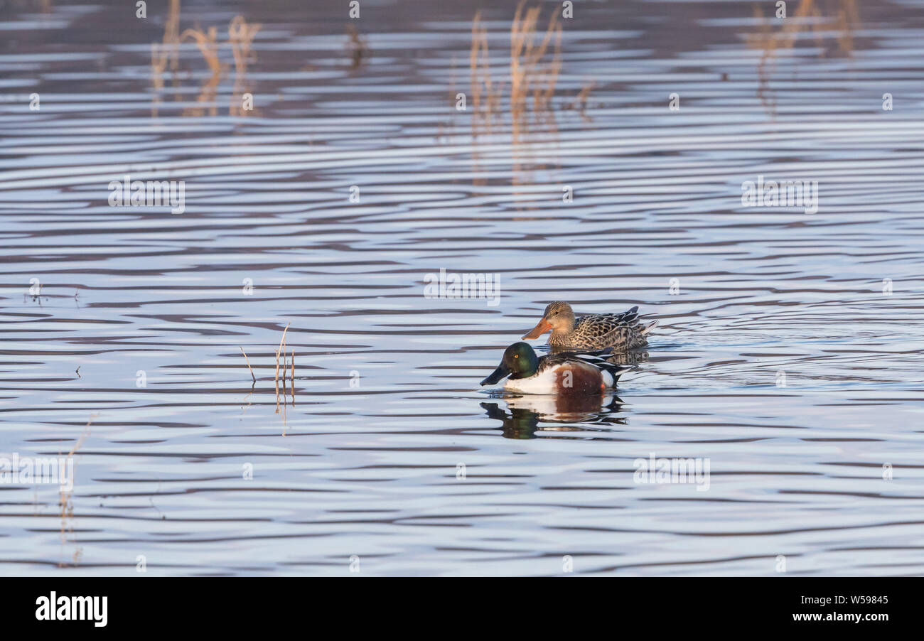Hen and drake hi-res stock photography and images - Alamy