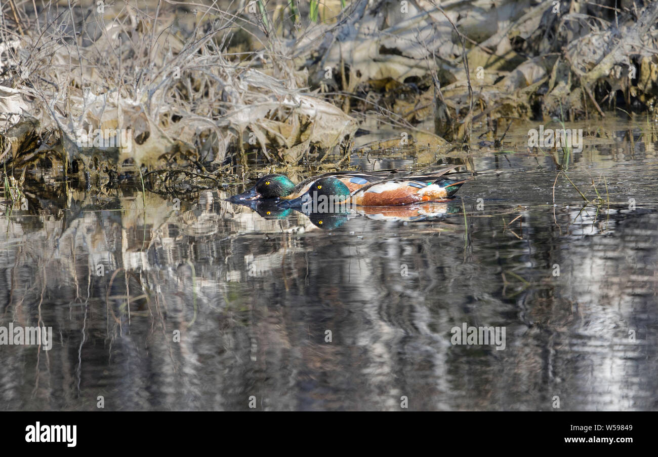 Hen and drake hi-res stock photography and images - Alamy