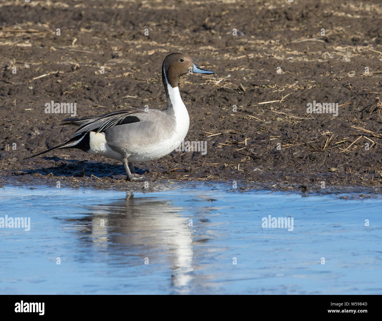 Male Northern Pintail Duck Stock Photo - Alamy