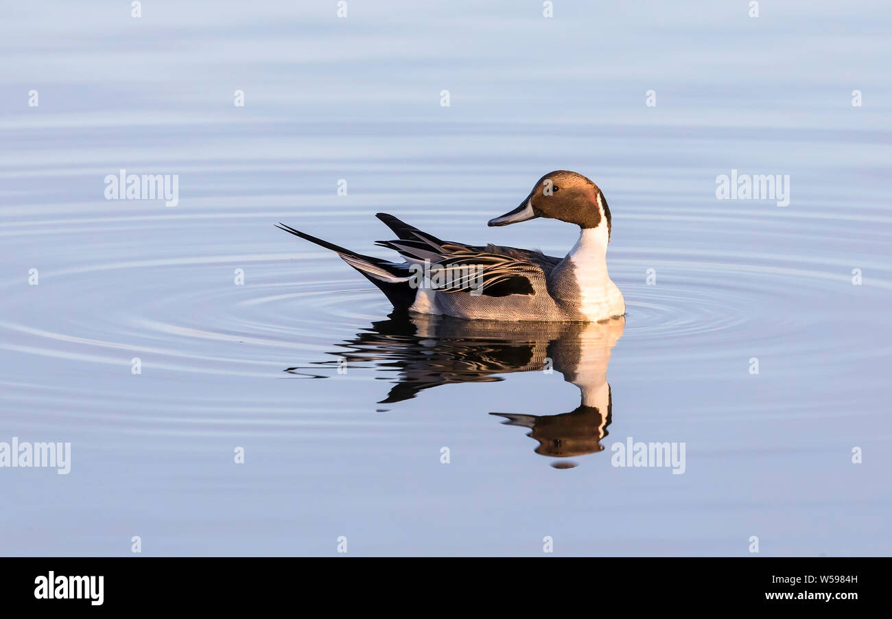 Male Northern Pintail Duck Stock Photo - Alamy