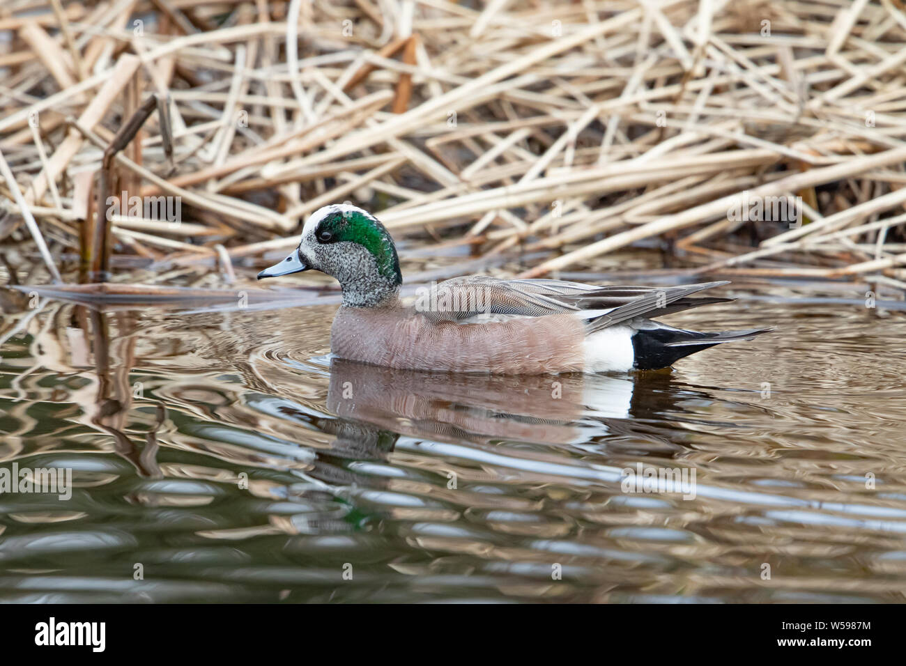 American Wigeon Drake Swimming at a lake Stock Photo - Alamy