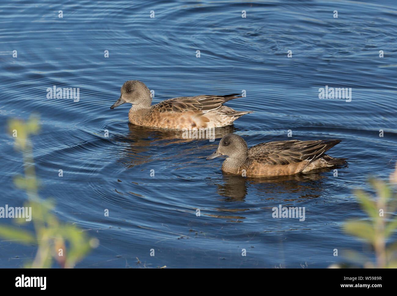 Baldpate duck hi-res stock photography and images - Alamy