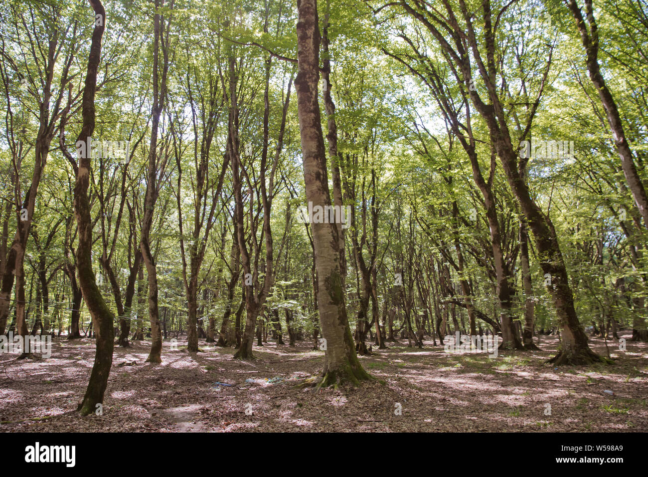 Young green forest of fir trees and deciduous trees hi-res stock ...