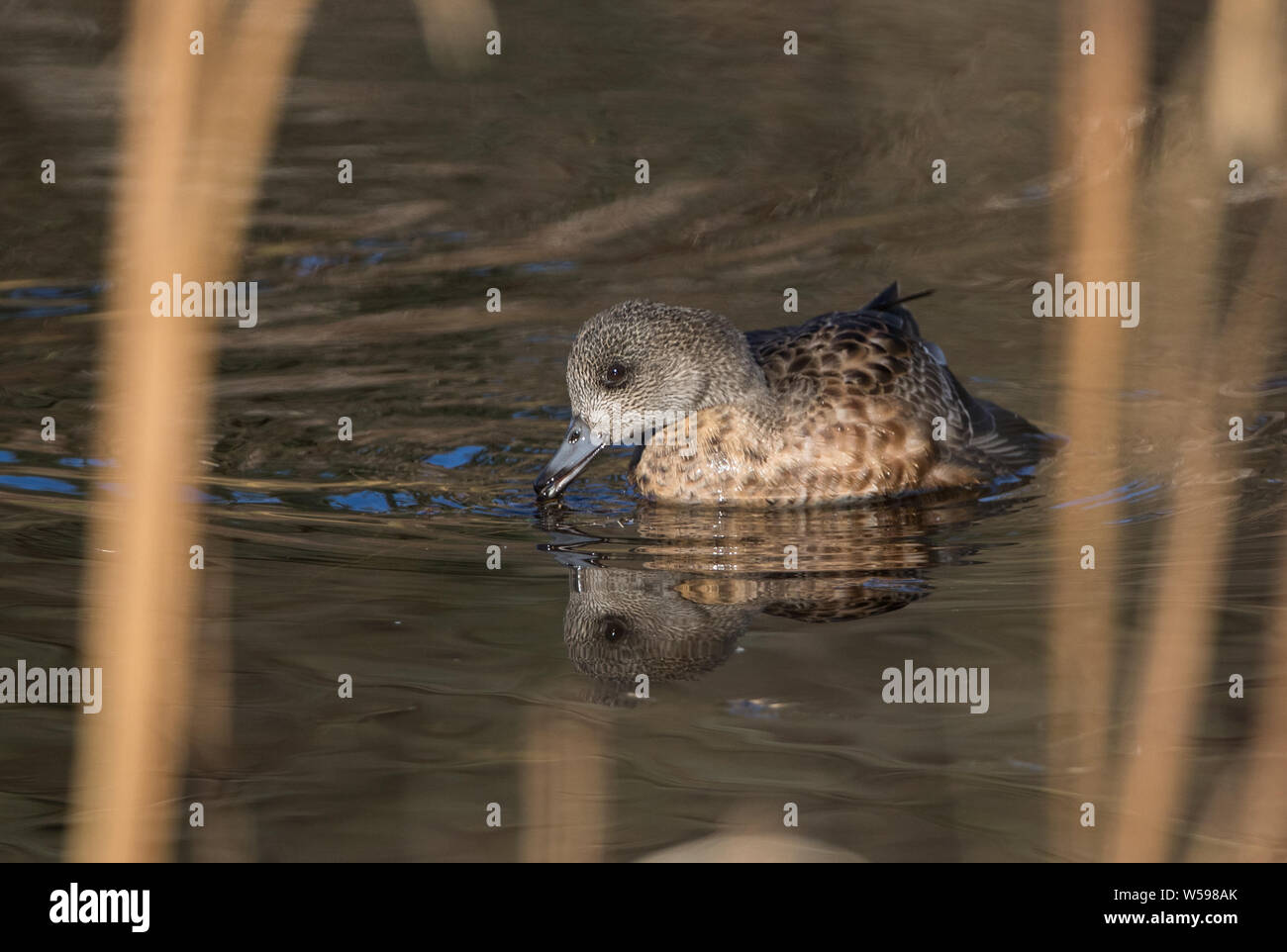 American Wigeon Duck Hen Swimming Stock Photo - Alamy