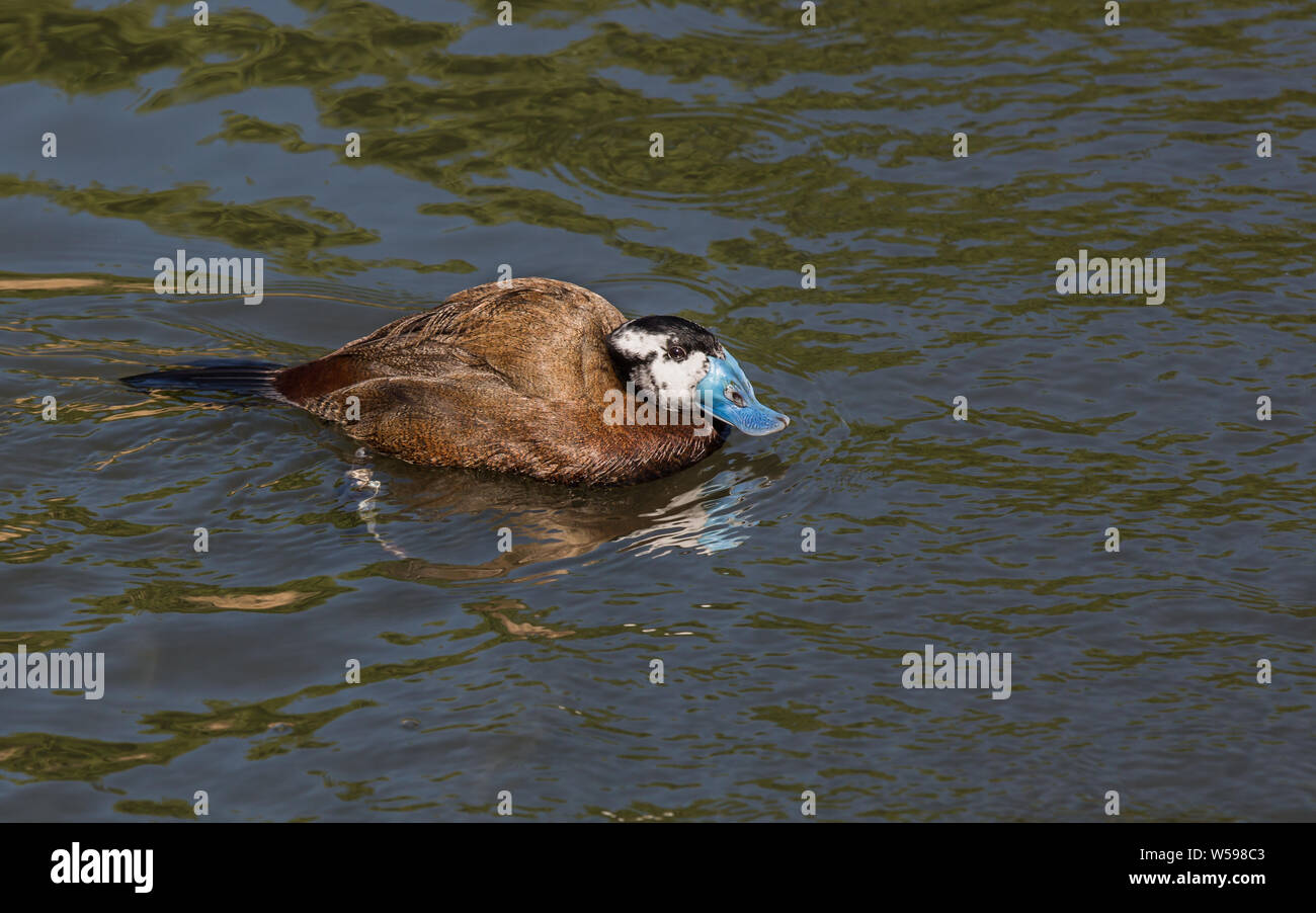 Male White-headed Duck Stock Photo - Alamy