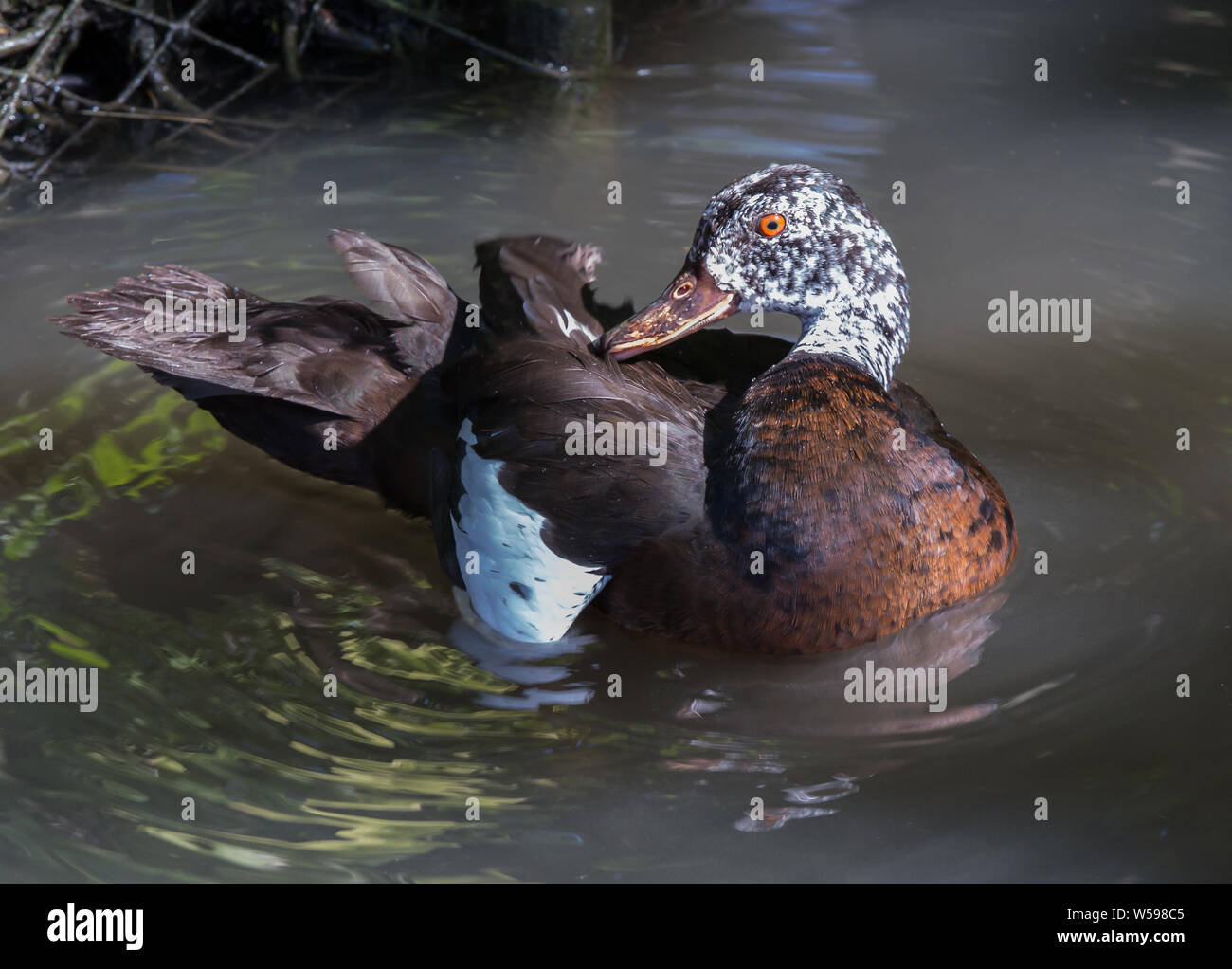 Shy duck hi-res stock photography and images - Alamy