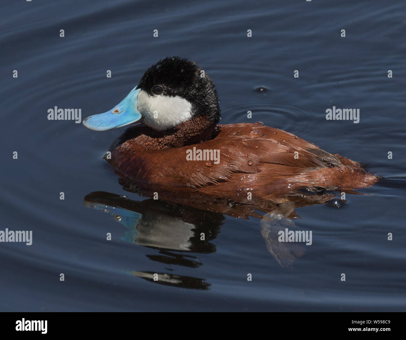 Aggressive duck hi-res stock photography and images - Alamy
