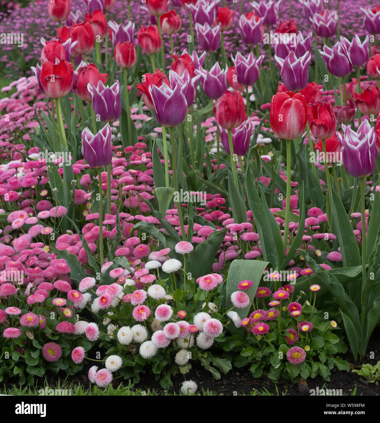 Tulips at Kew Gardens, London, England Stock Photo - Alamy