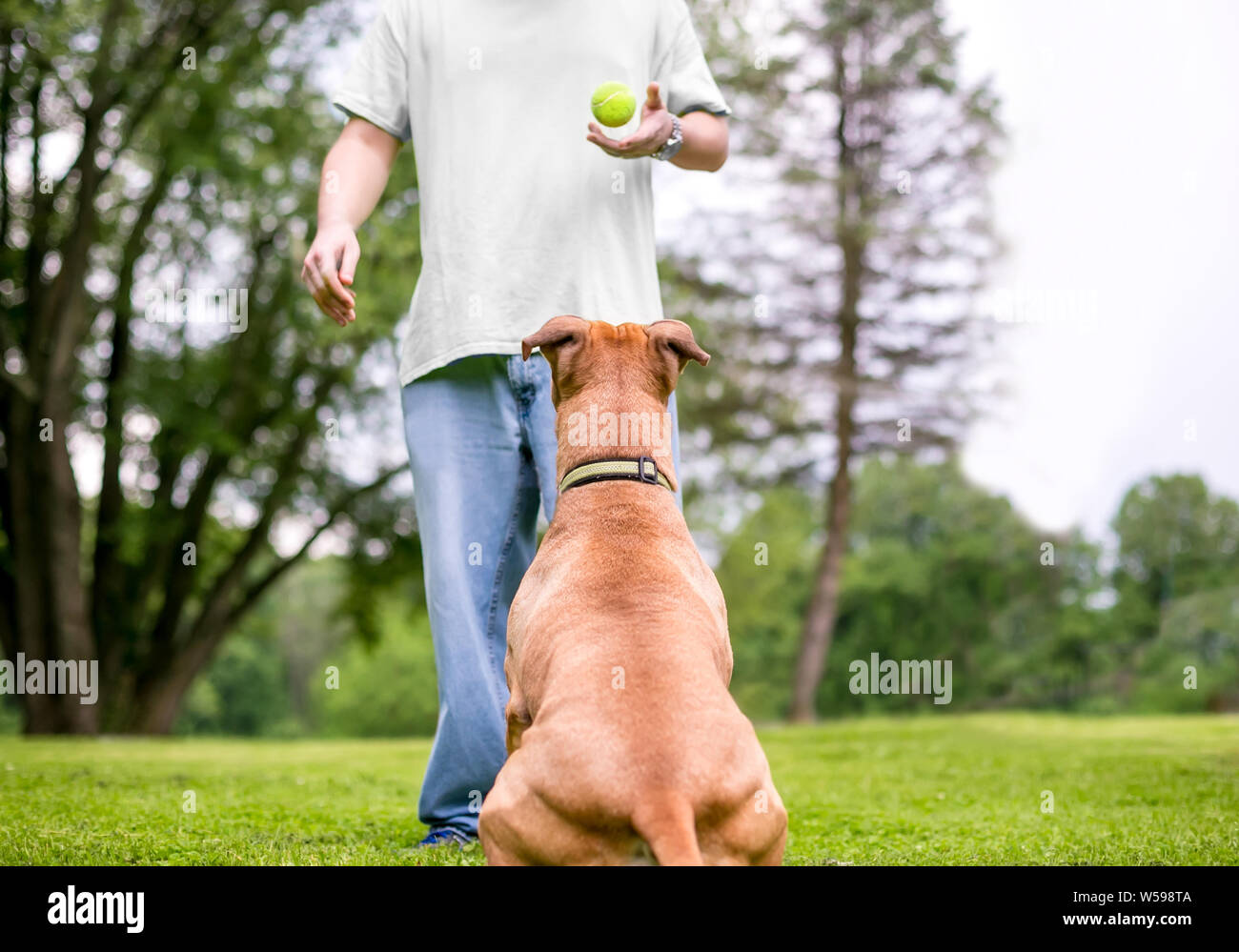 Focused pet owner hi-res stock photography and images - Alamy