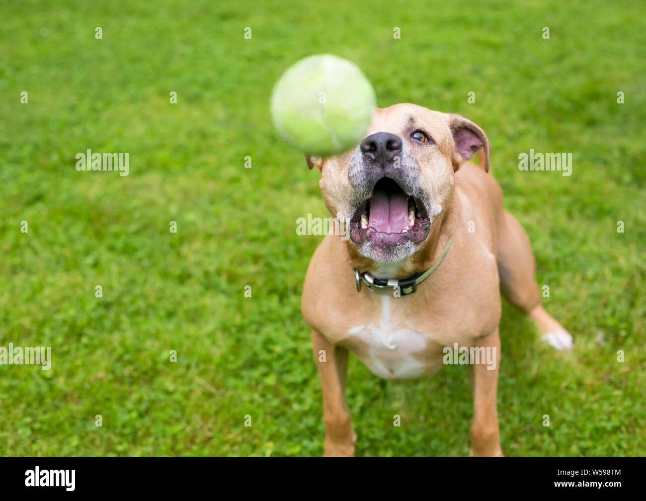 Dog opening mouth hi-res stock photography and images - Alamy