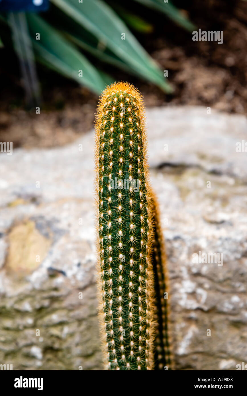 Cactus family plants, different shapes Stock Photo - Alamy