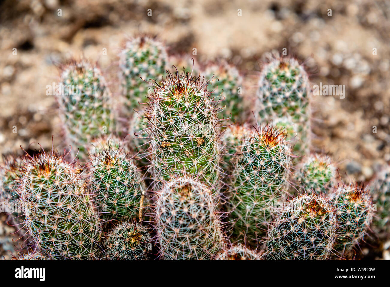 Cactus family plants, different shapes Stock Photo - Alamy