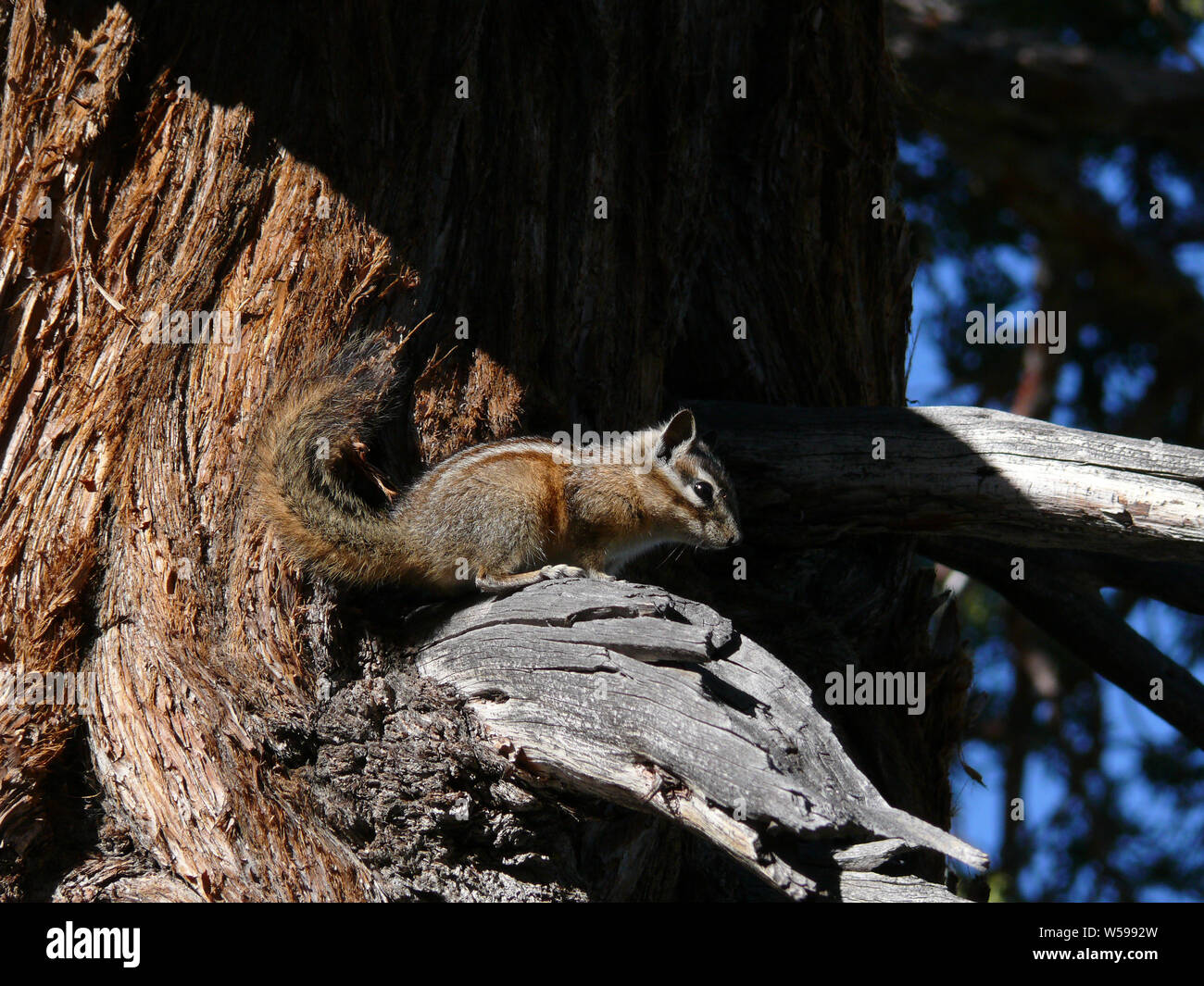 Chipmunk in a Tree Stock Photo - Alamy
