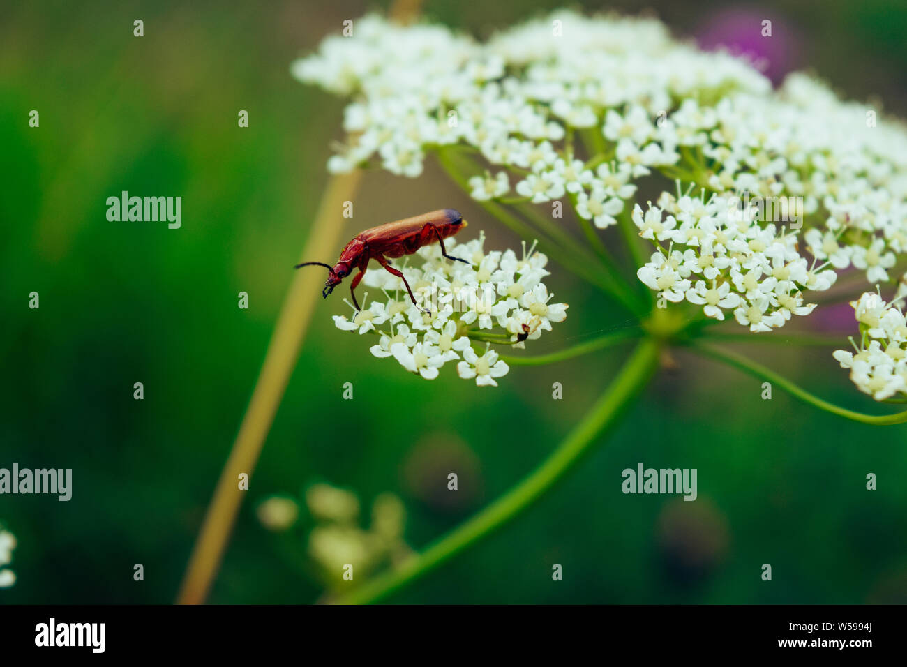 Common Red Soldier Beetle Stock Photo - Alamy