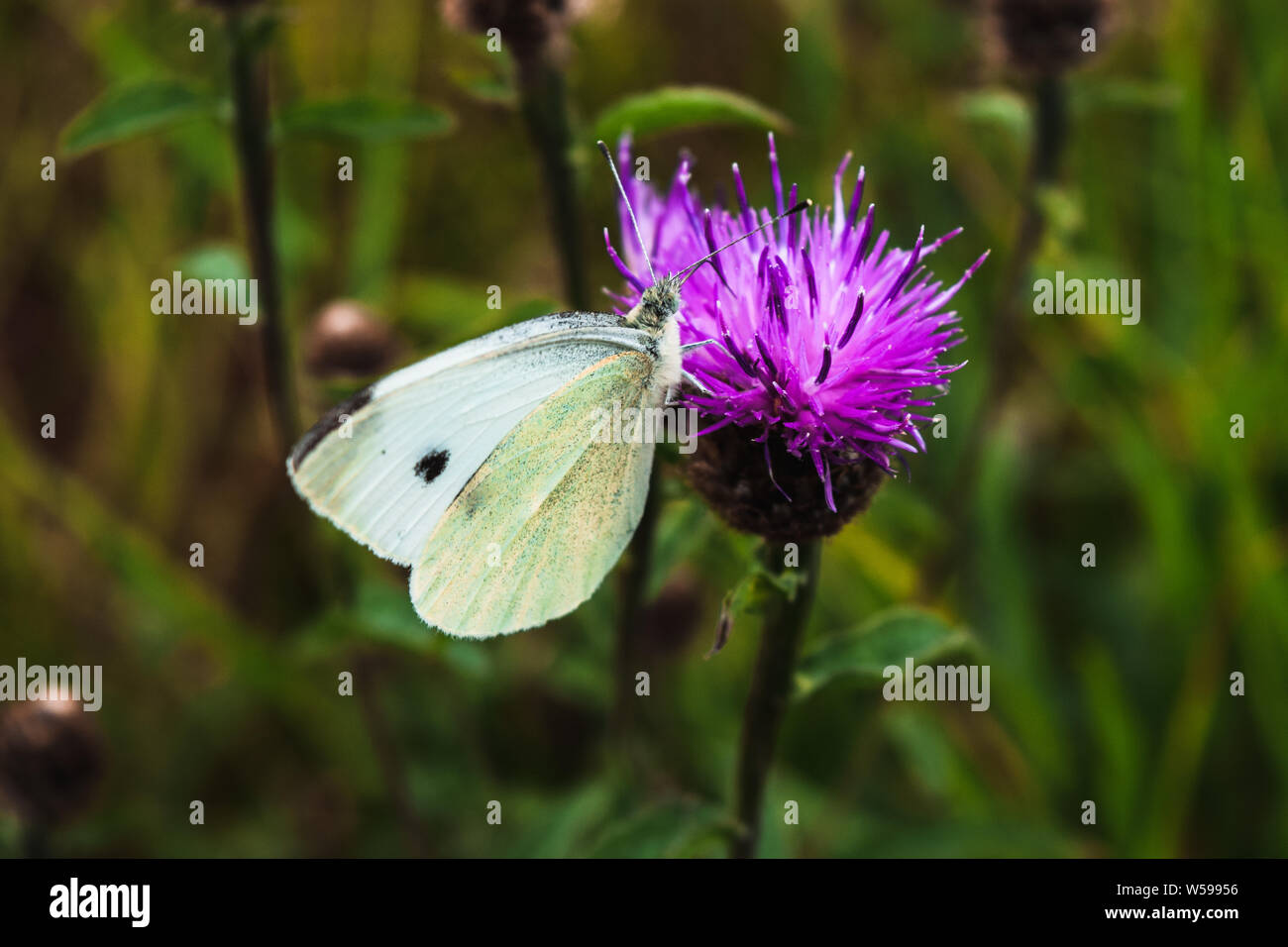 Female cabbage white butterfly hi-res stock photography and images - Alamy