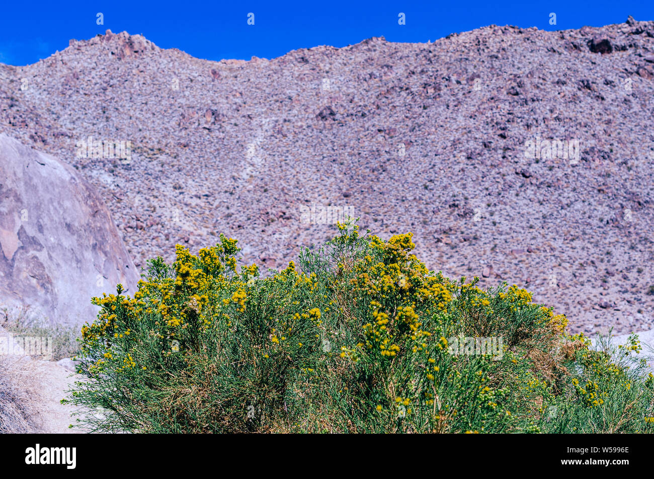 Green creosote bushes with yellow flowers against barren steep rocky ...