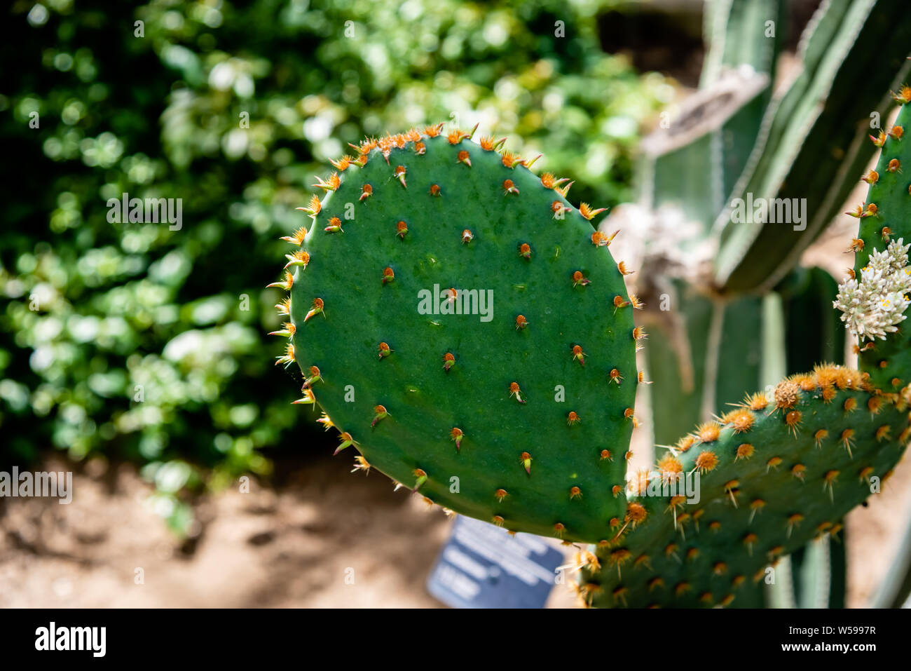 Cactus family plants, different shapes Stock Photo - Alamy