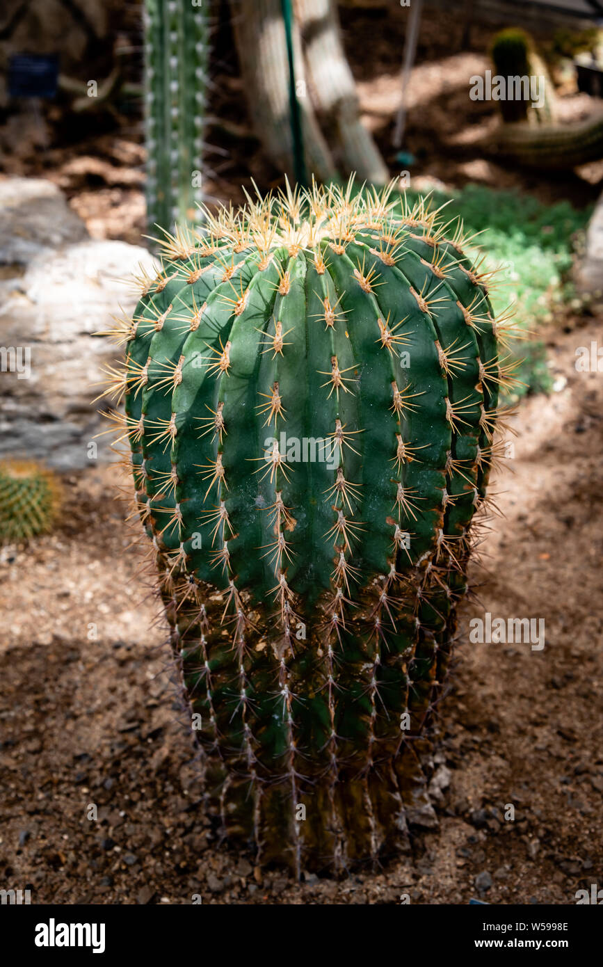 Cactus family plants, different shapes Stock Photo - Alamy