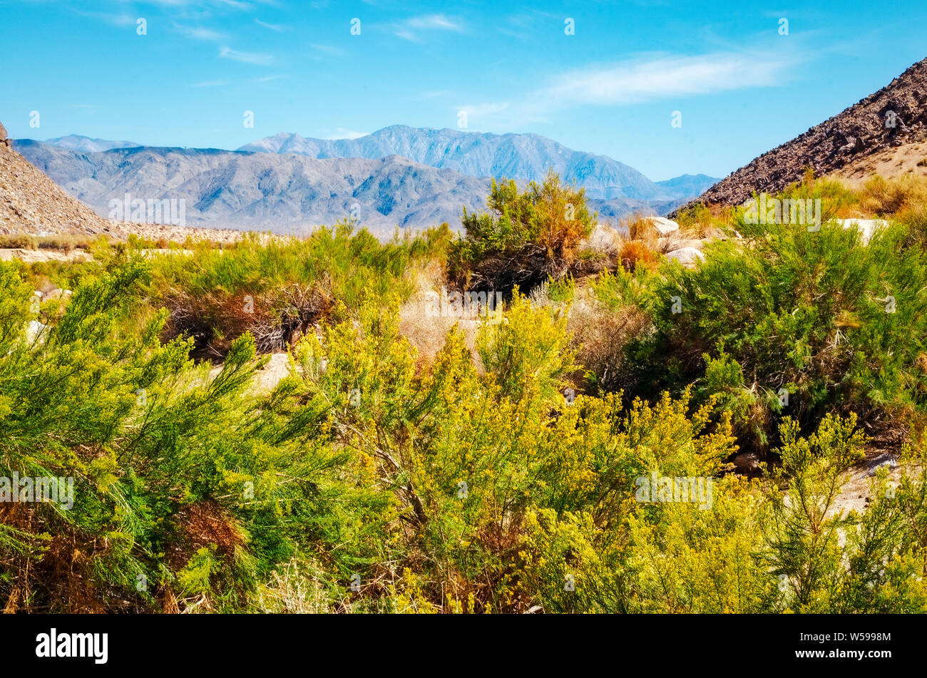Creosote bushes hi-res stock photography and images - Alamy