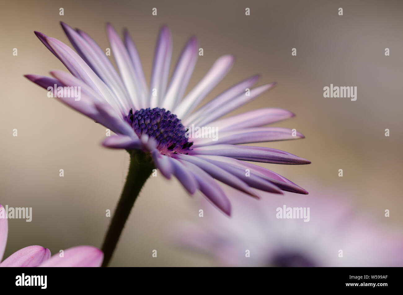 Osteospermum ecklonis hi-res stock photography and images - Alamy